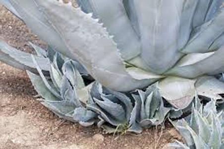 The Stately Agave – Indraprastha Horticulture Society