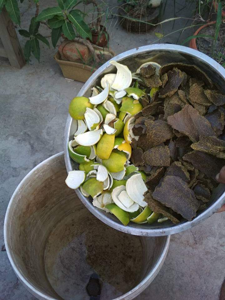 Liquid manure for coming season plants – Indraprastha Horticulture Society