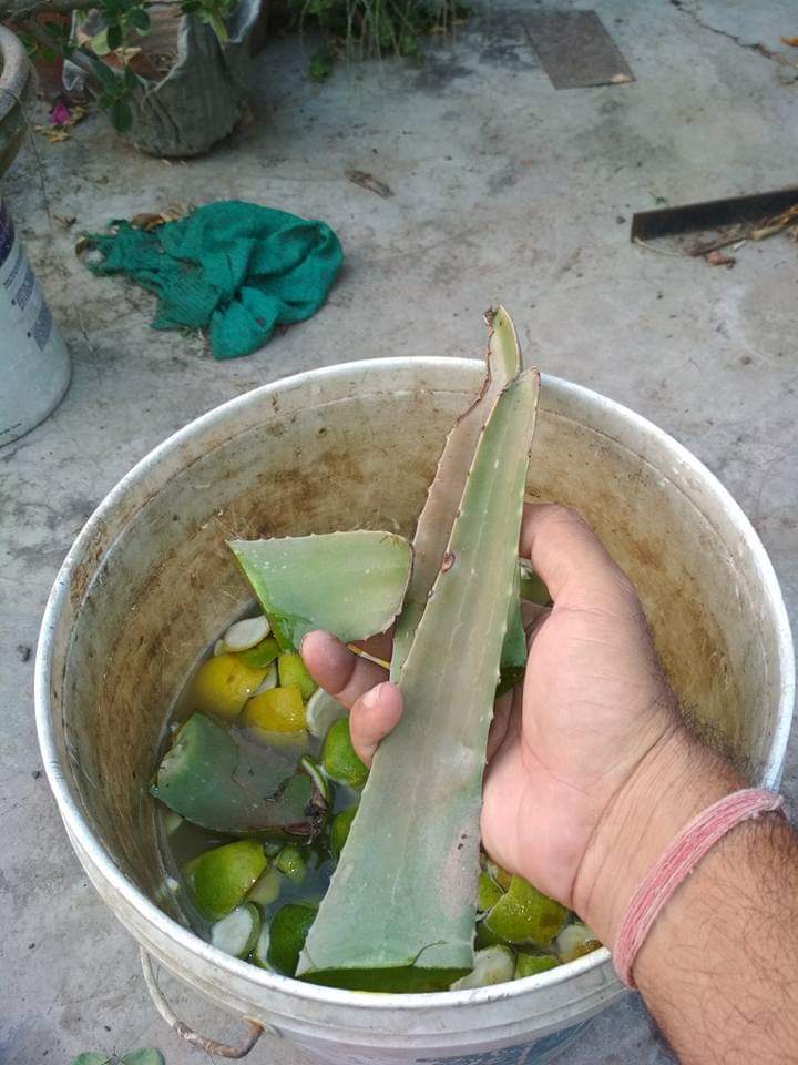 Liquid manure for coming season plants – Indraprastha Horticulture Society