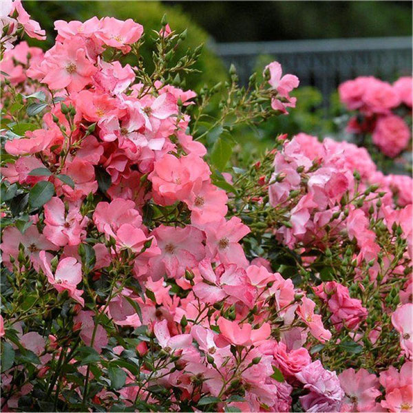 A Rose for Every Garden – Indraprastha Horticulture Society