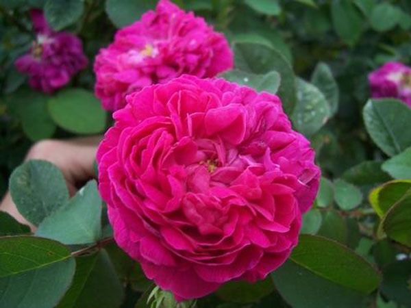A Rose for Every Garden – Indraprastha Horticulture Society