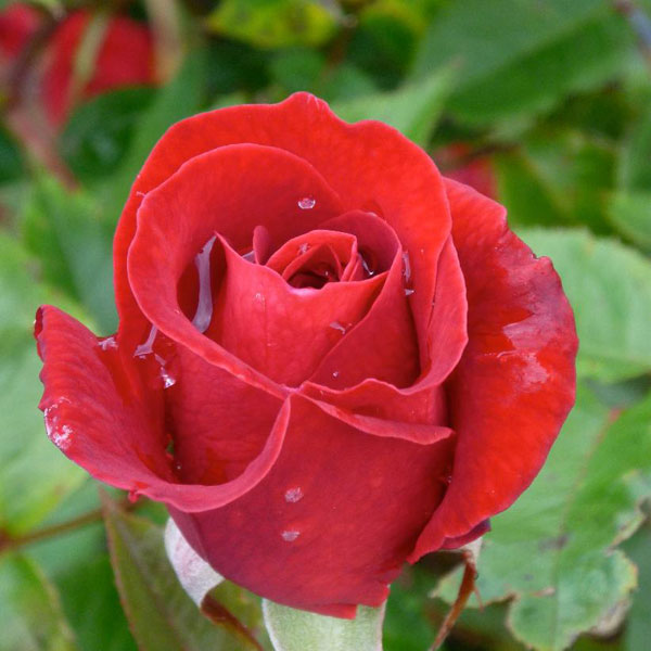 A Rose for Every Garden – Indraprastha Horticulture Society