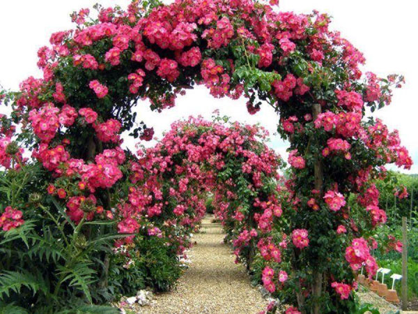 A Rose for Every Garden – Indraprastha Horticulture Society