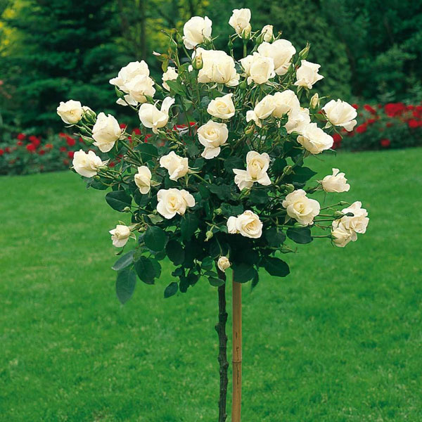 A Rose for Every Garden – Indraprastha Horticulture Society
